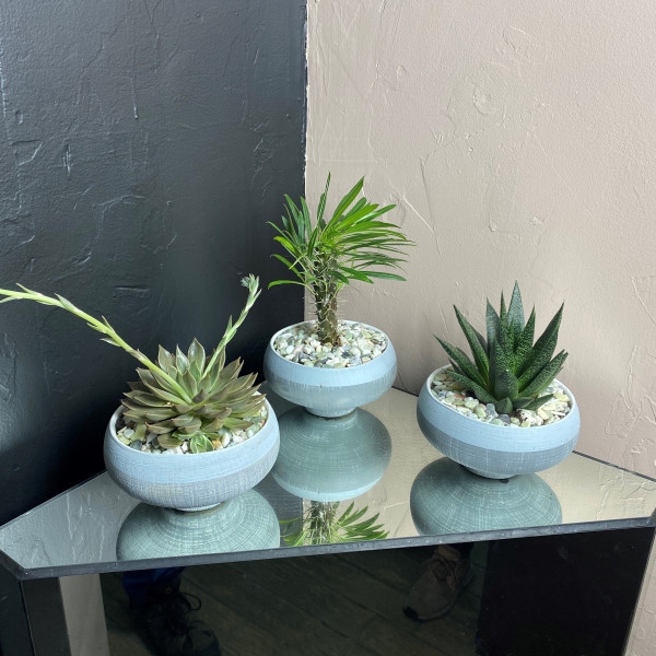 Cactus and Succulents - Succulent Plants, Dish Gardens » Mayfield Florist