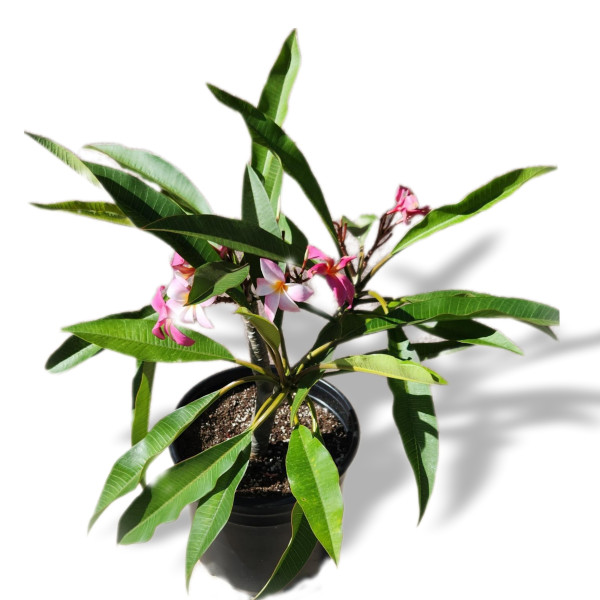 Tucson Flower Delivery | Tucson AZ Florist - » Mayfield Florist