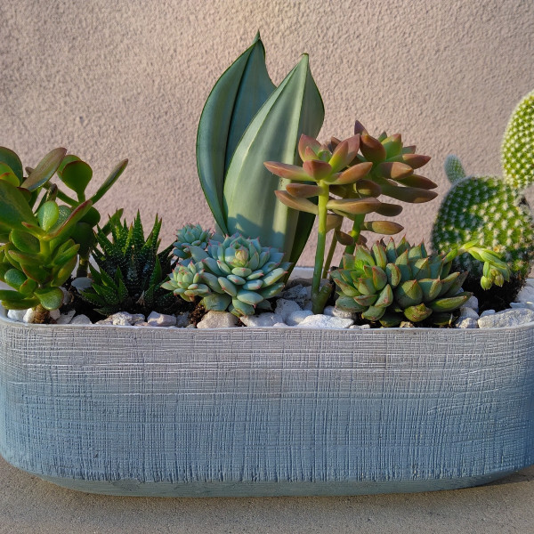 Plant Collection - Green Plants, Flowering Plants, Dish Gardens ...